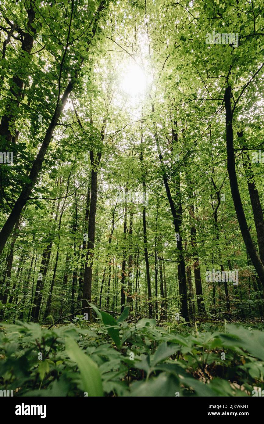 A vertical low angle view of sun rays shining through a beautiful ...