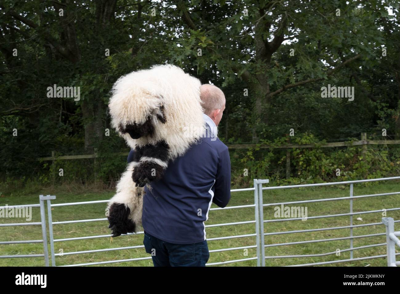Valais blacknose sheep hi-res stock photography and images - Alamy