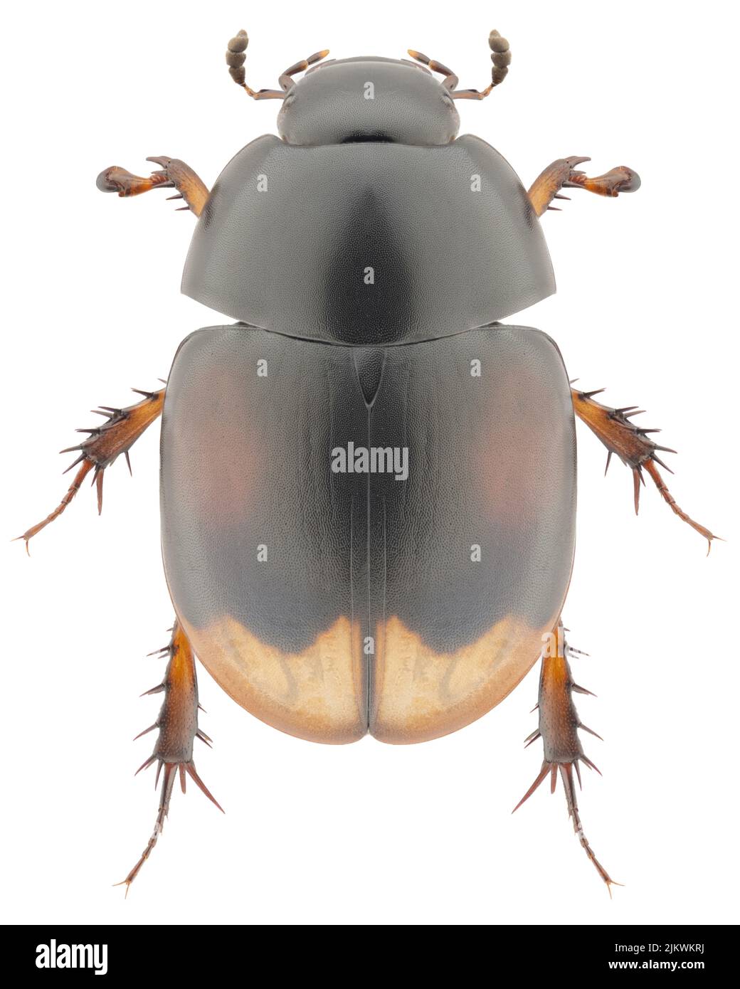 Water scavenger or dung beetle species Sphaeridium lunatum, male Stock ...