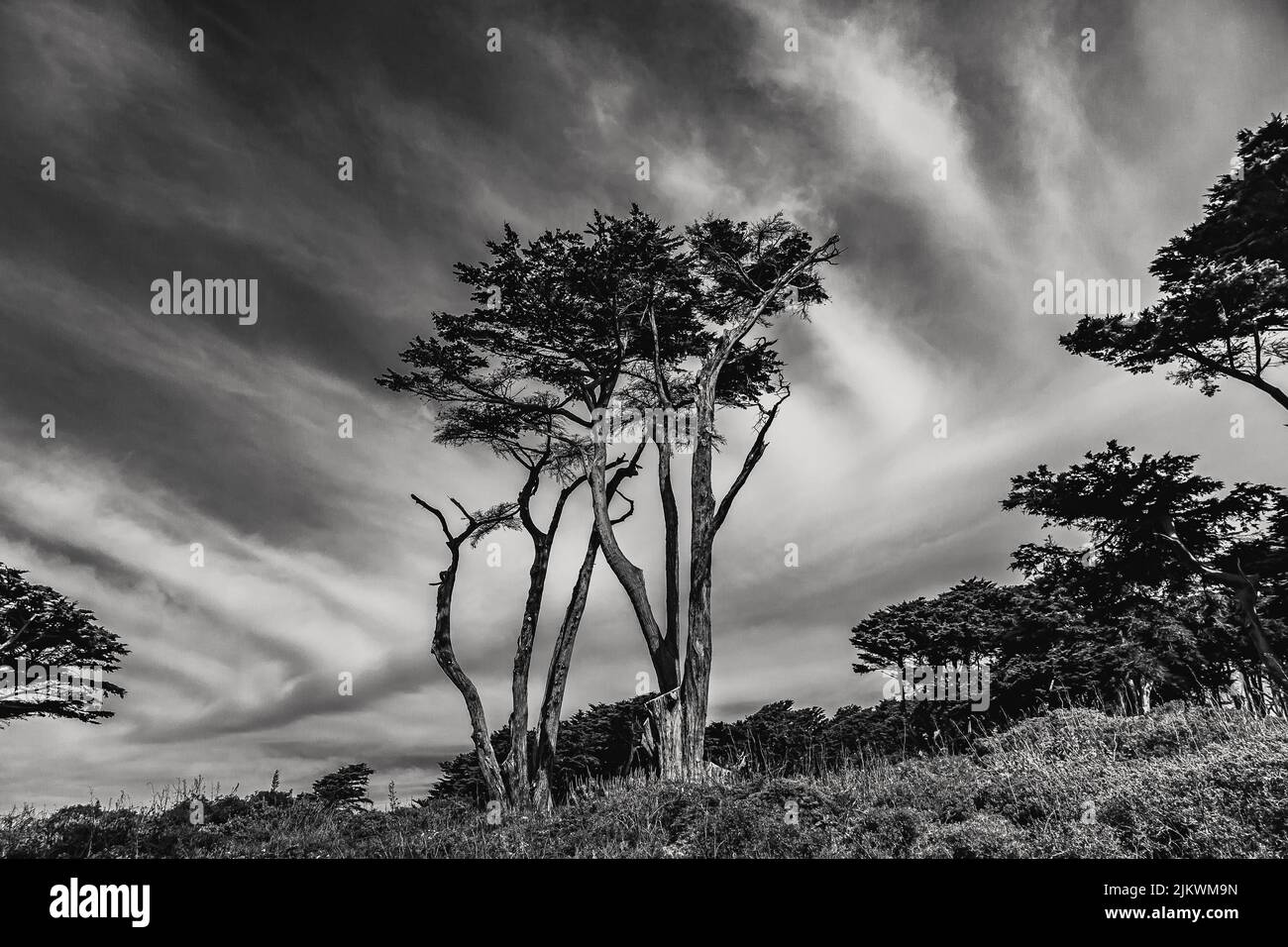 A grayscale shot of trees against a cloudy sky with a long exposure ...