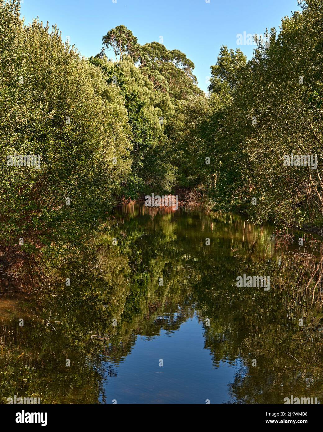 A vertical shot of a lake in the forest Stock Photo - Alamy