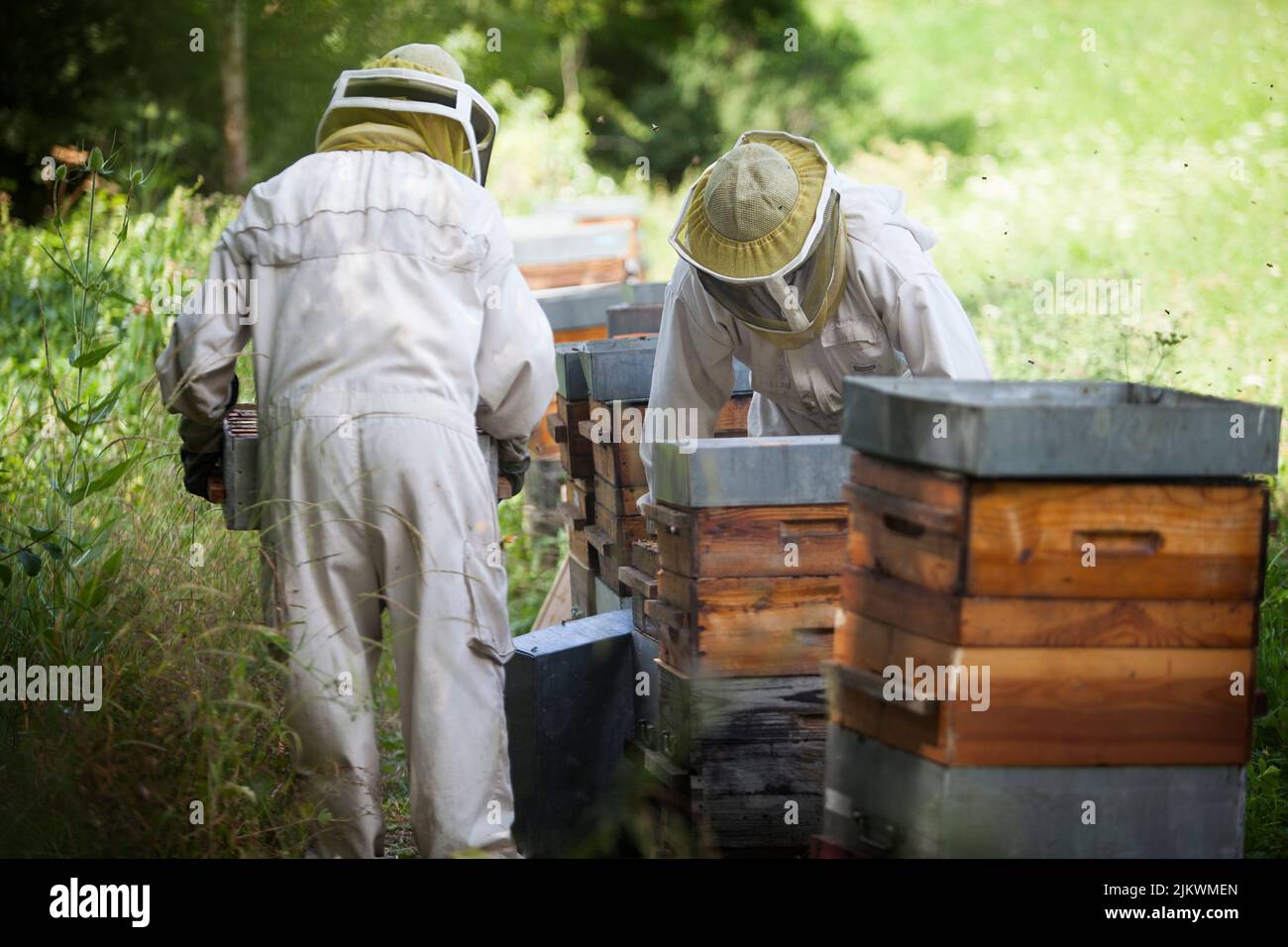 Harvesting honey from a beekeeper in France Stock Photo - Alamy
