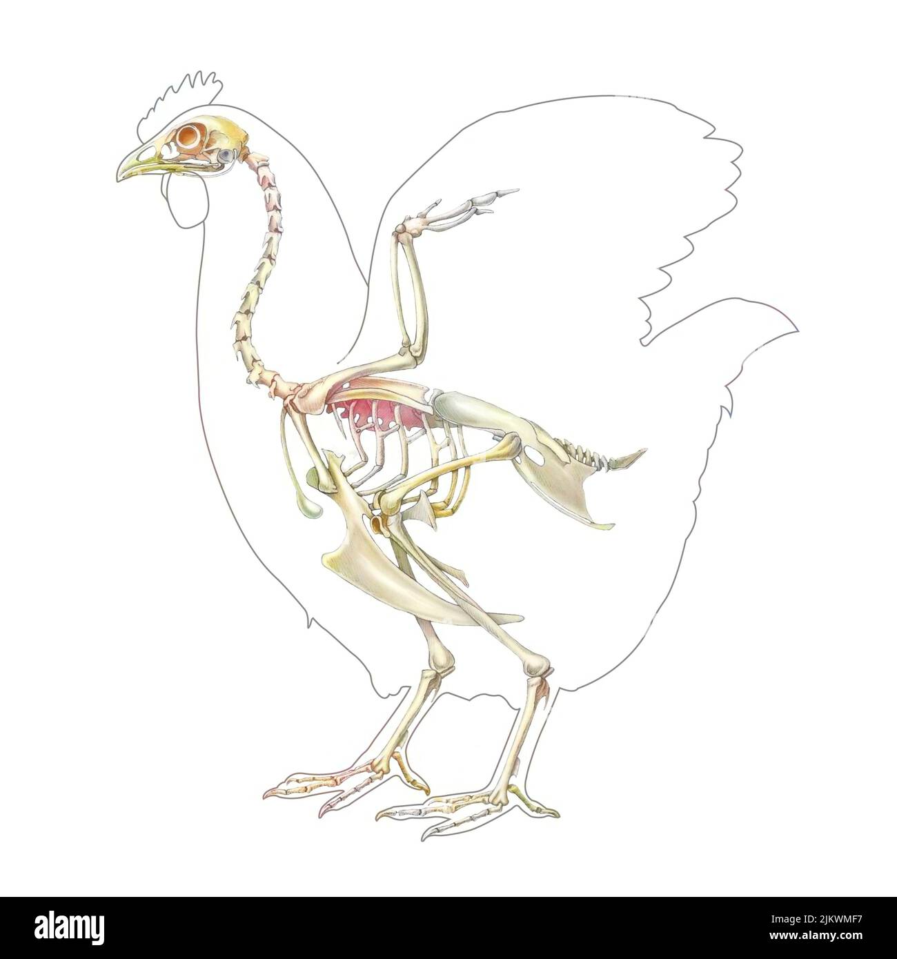 Anatomy of the hen with its bone system Stock Photo - Alamy