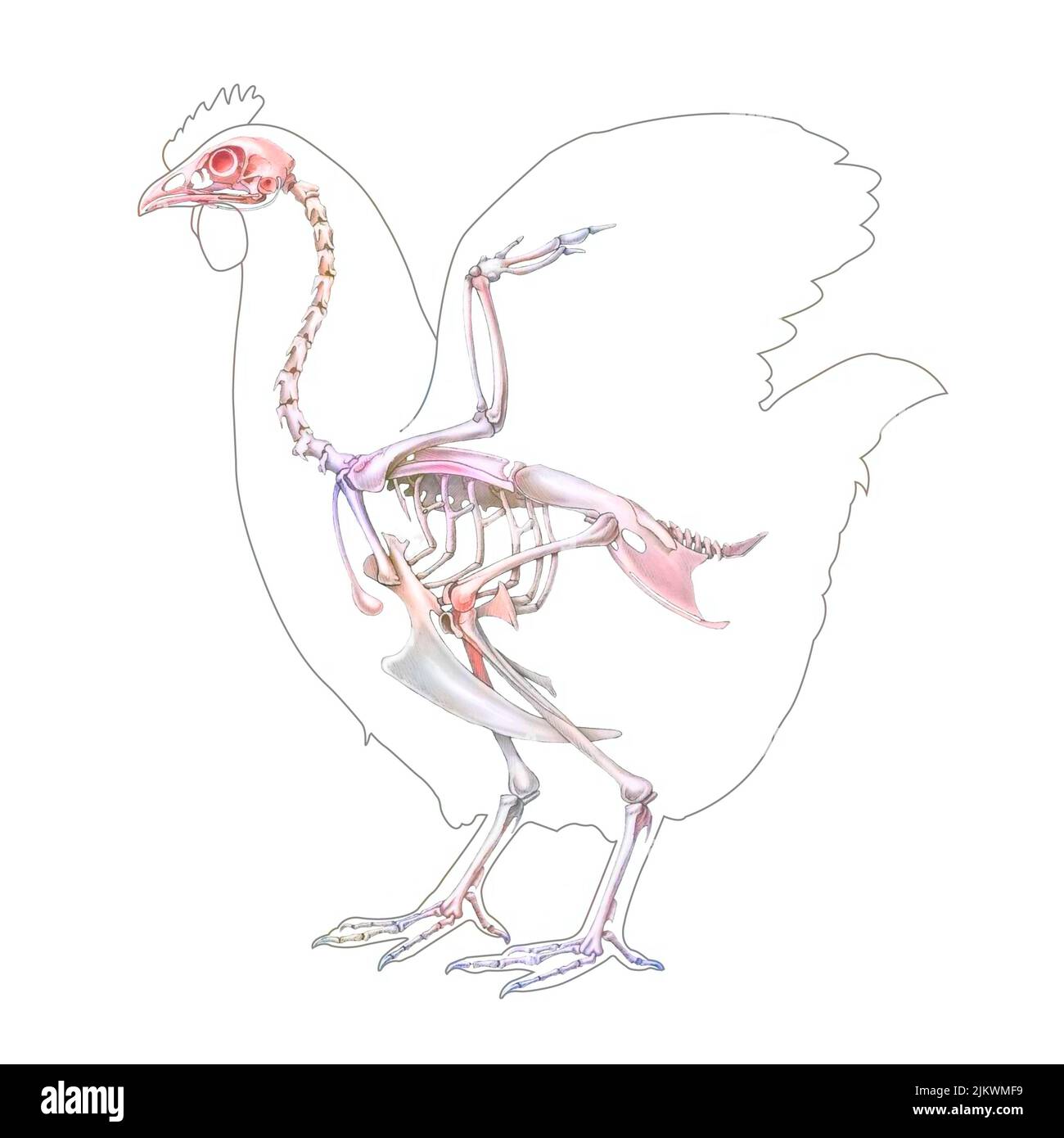 Chicken anatomy Cut Out Stock Images & Pictures - Alamy