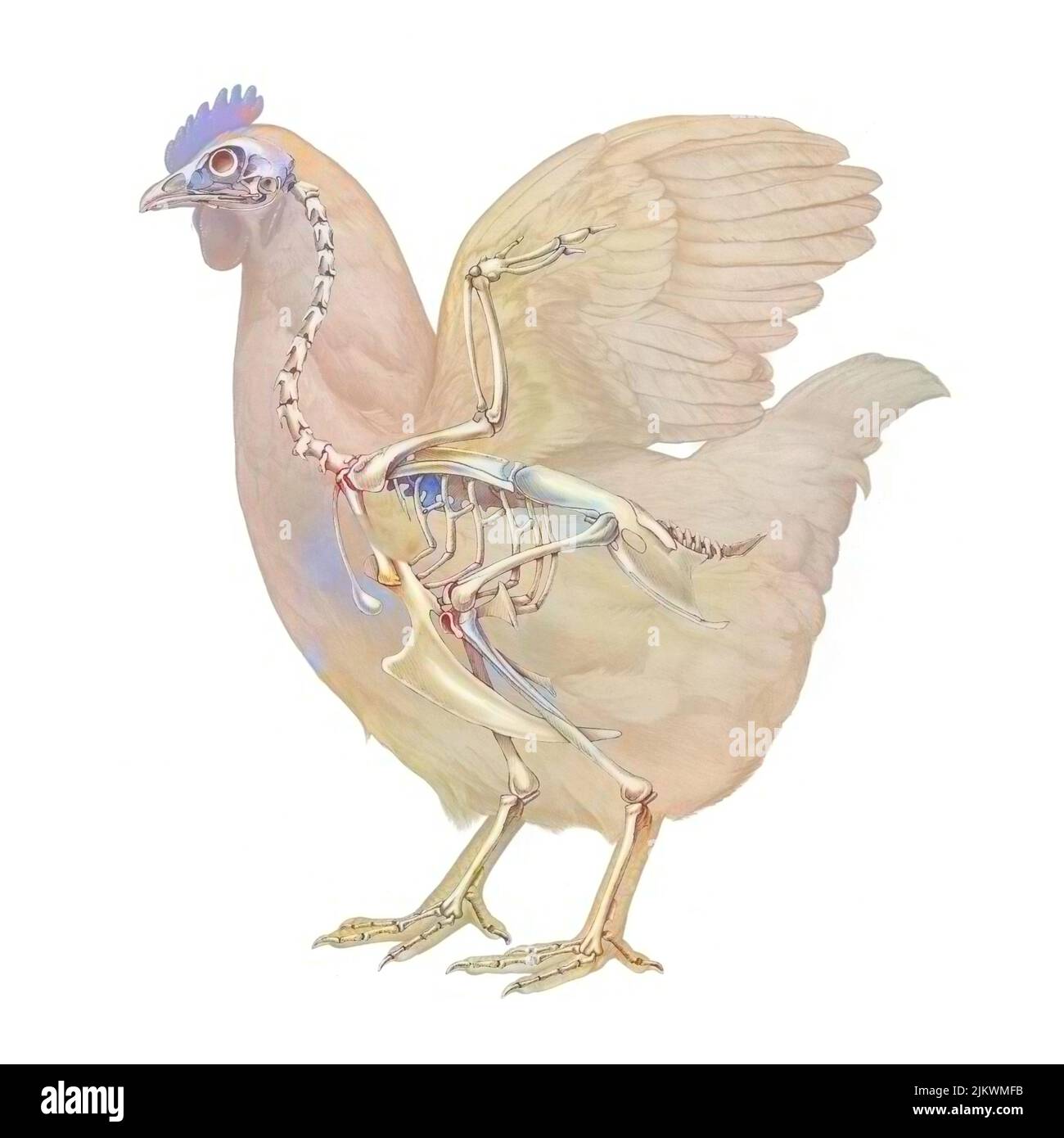 Anatomy Of Hen Chicken Anatomy 101 Everything You Need To Know