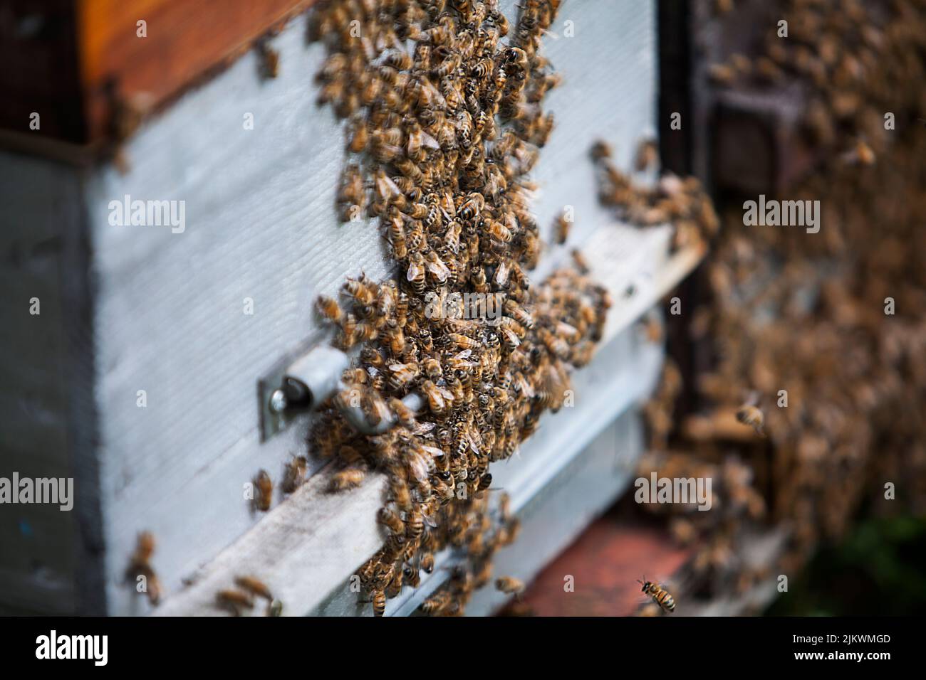 Harvesting honey from a beekeeper in France Stock Photo - Alamy
