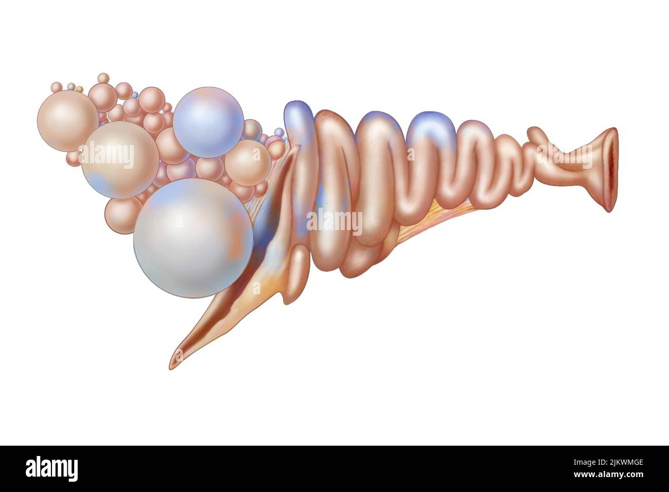 Anatomy of the hen's reproductive system with ovary, follicles ...