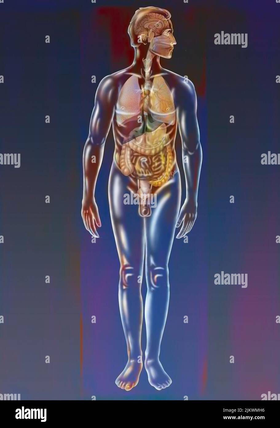 Respiratory, digestive and nervous system of a man Stock Photo - Alamy