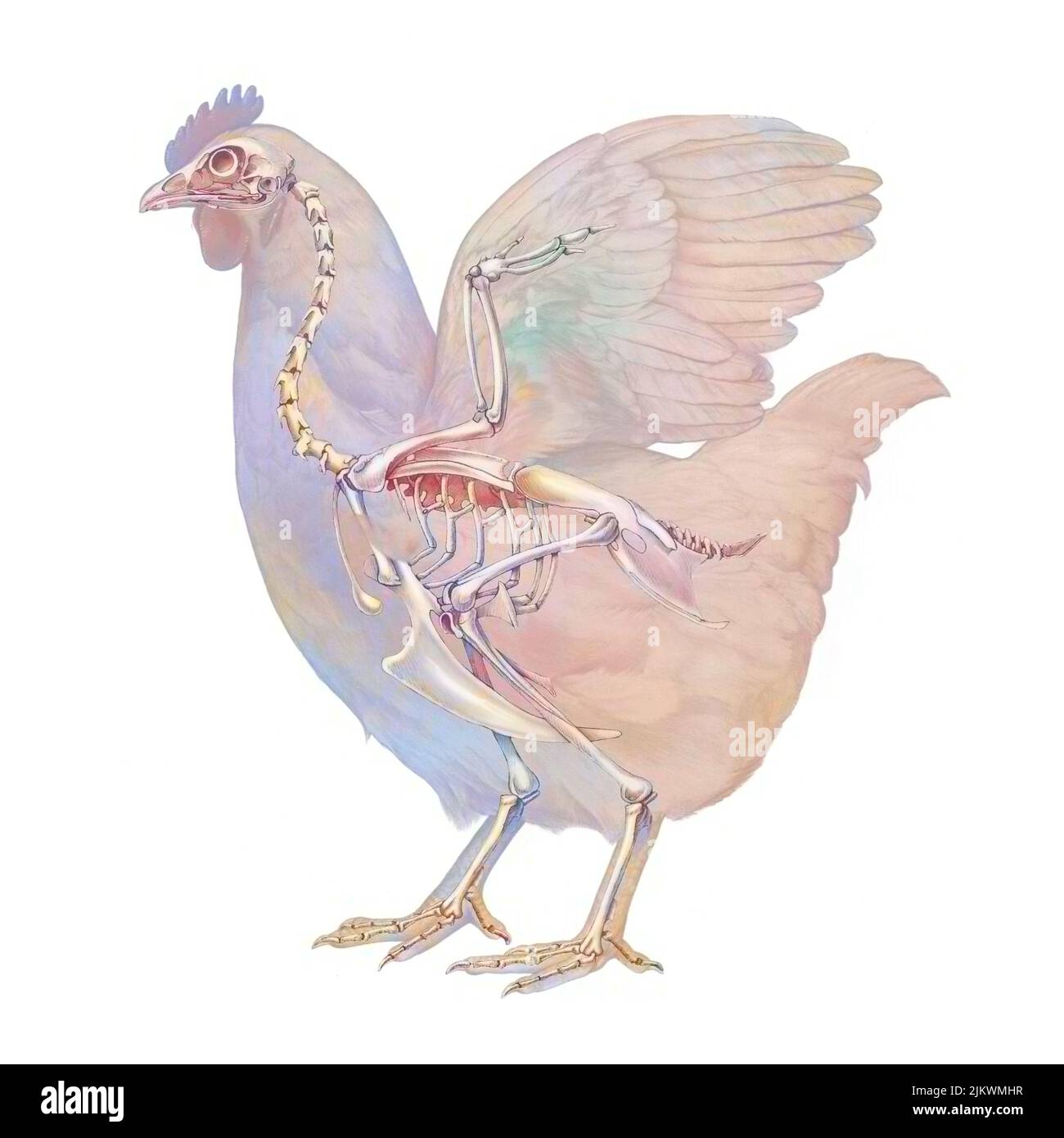 Anatomy of the hen with its bone system Stock Photo - Alamy