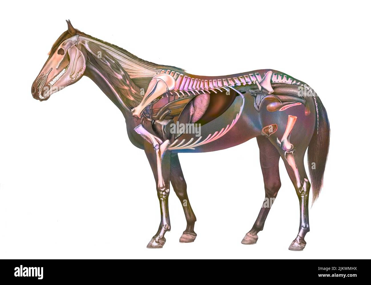 Anatomy of a mare showing the heart, stomach and skeleton Stock Photo ...
