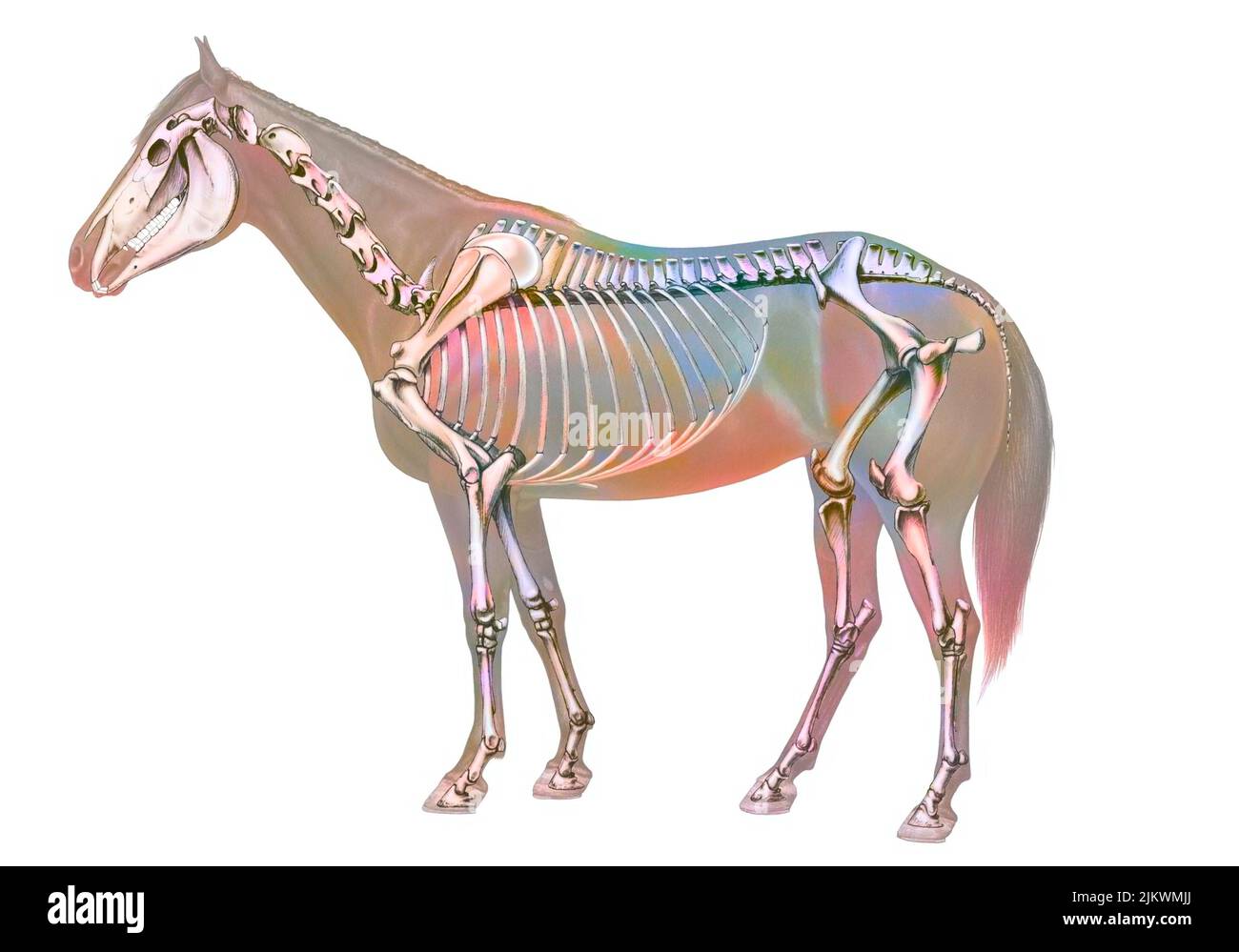 Anatomy of the horse with its bone system Stock Photo - Alamy