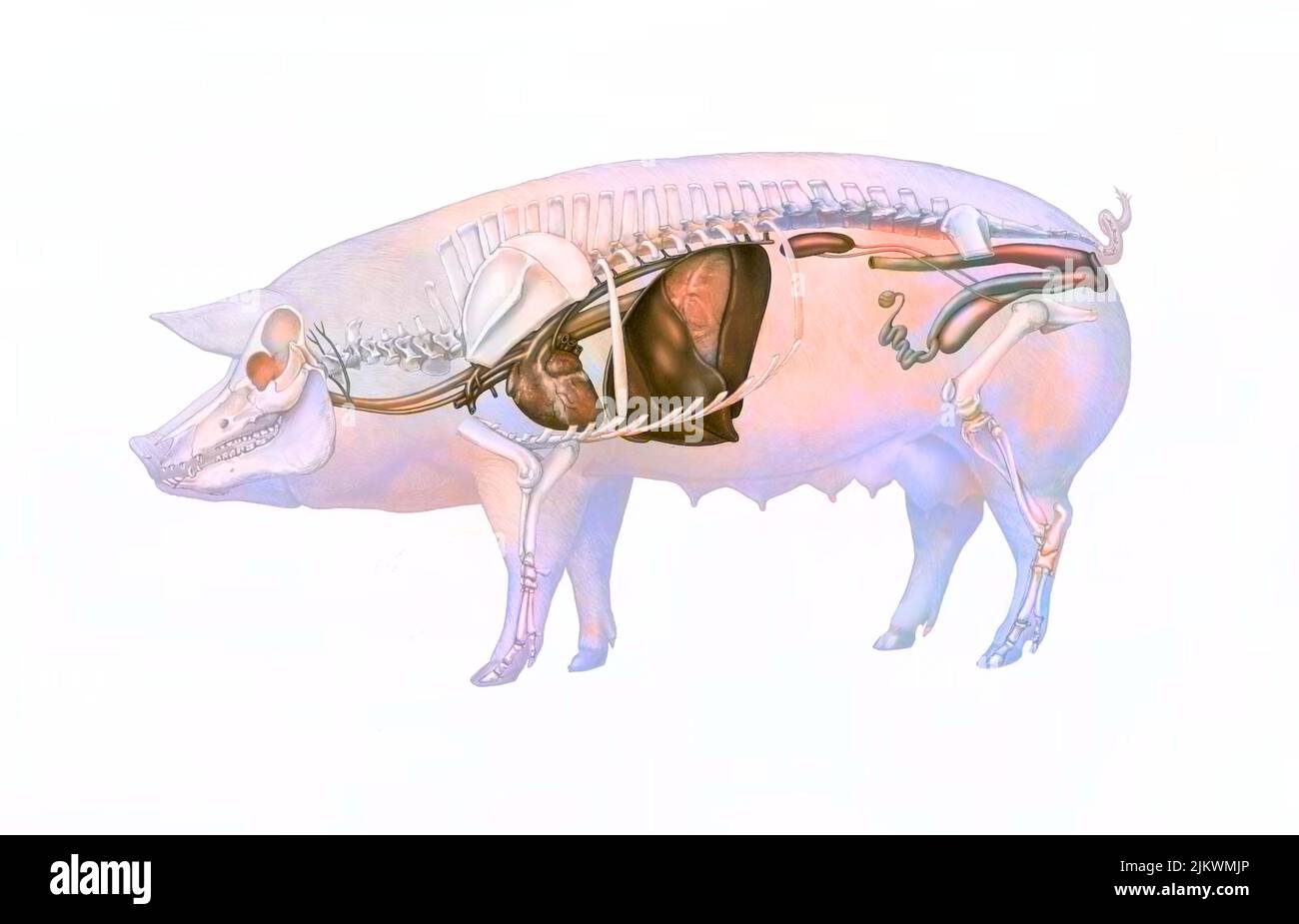 Anatomy of a sow showing the heart, the skeleton, the digestive system ...