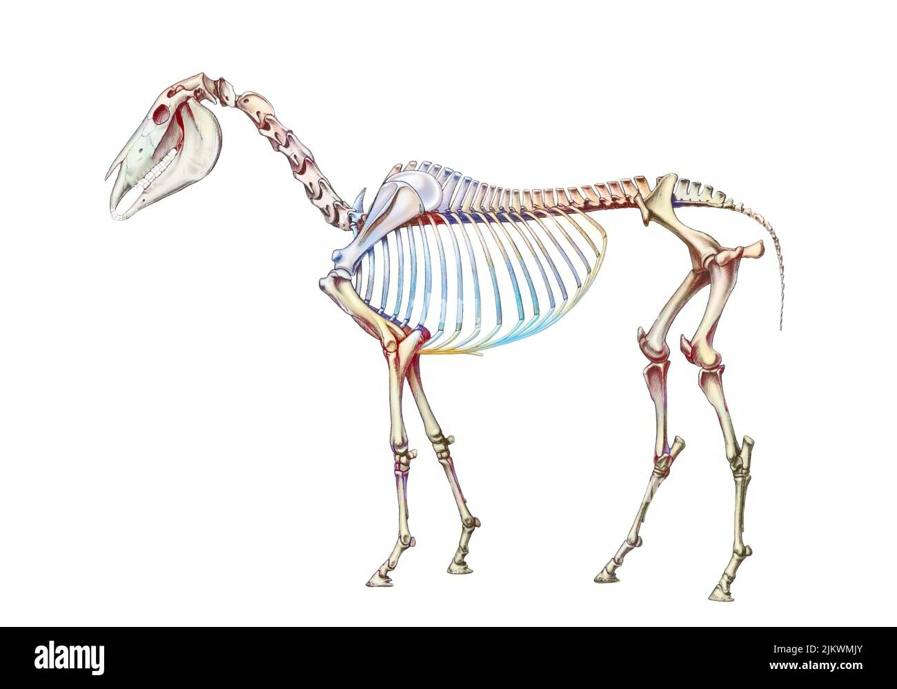Equine skeleton hi-res stock photography and images - Alamy