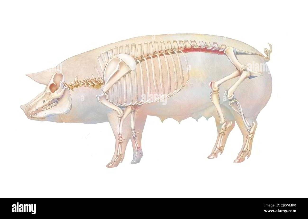 Anatomy of the pig with its bone system Stock Photo - Alamy