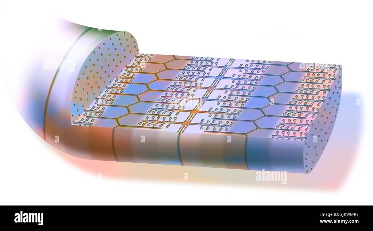 Contracted myofibril, made up of myofilaments and proteins, allowing ...