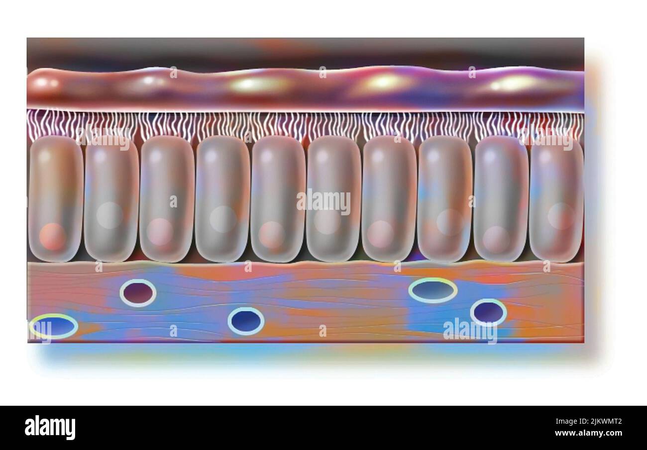 Human lungs and bronchial tree hi-res stock photography and images - Alamy