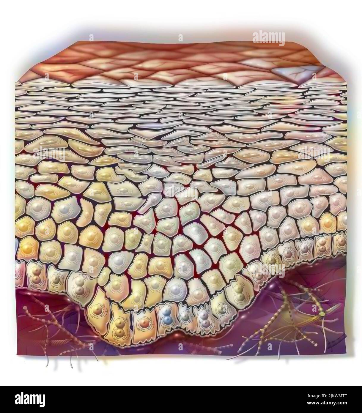 Cross section of healthy skin with layers: horny, grainy Stock Photo ...