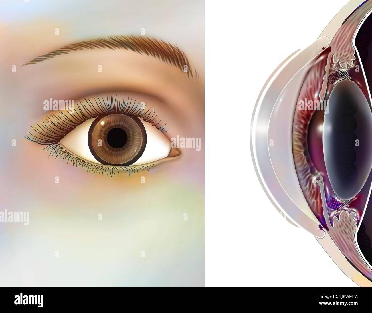 Eye: position and dimension of the rigid lenses Stock Photo - Alamy