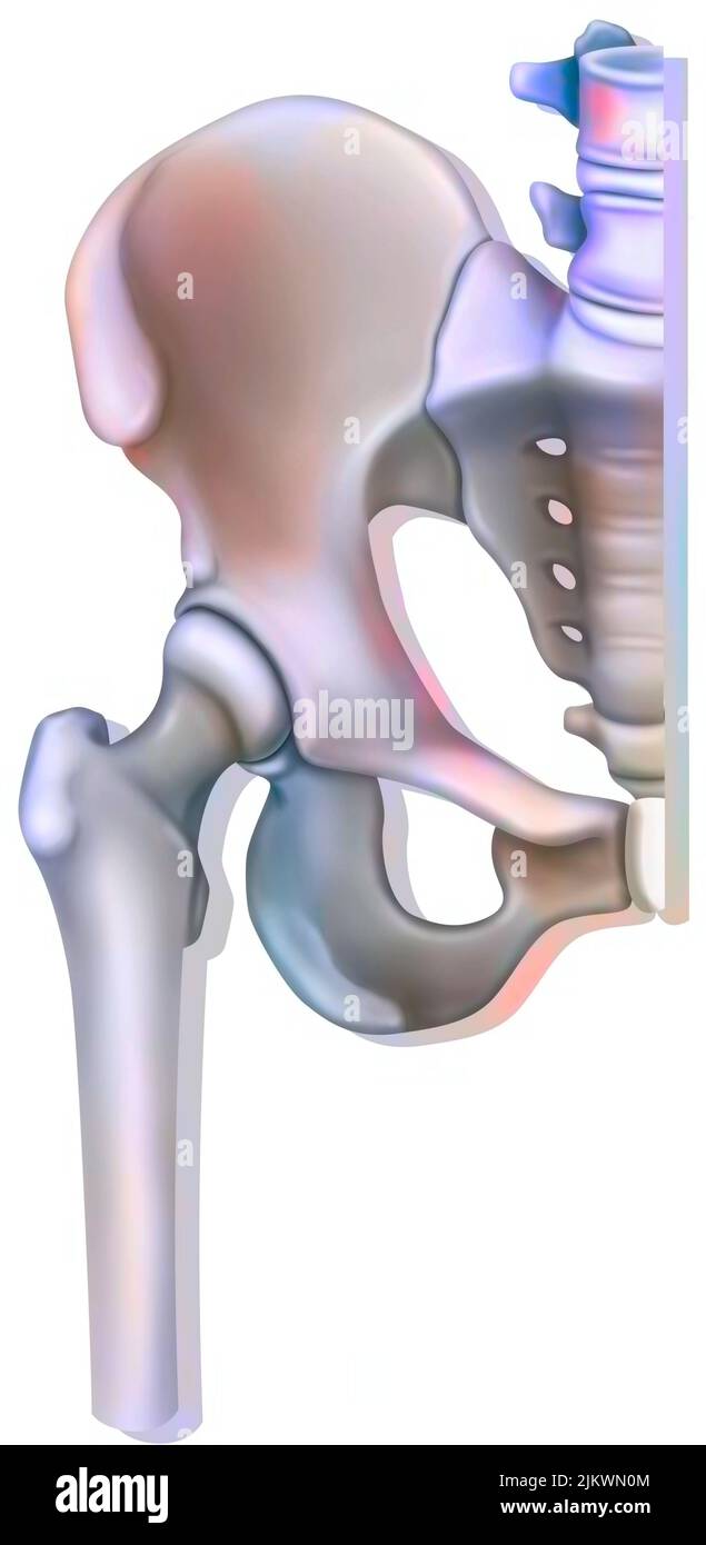 Human hip joint femur Cut Out Stock Images & Pictures - Alamy