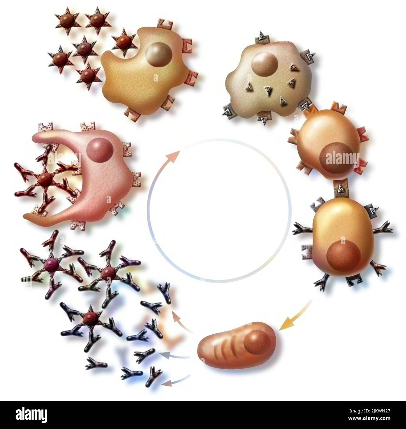 Allergic reaction: sensitization phase of the allergy (first contact ...