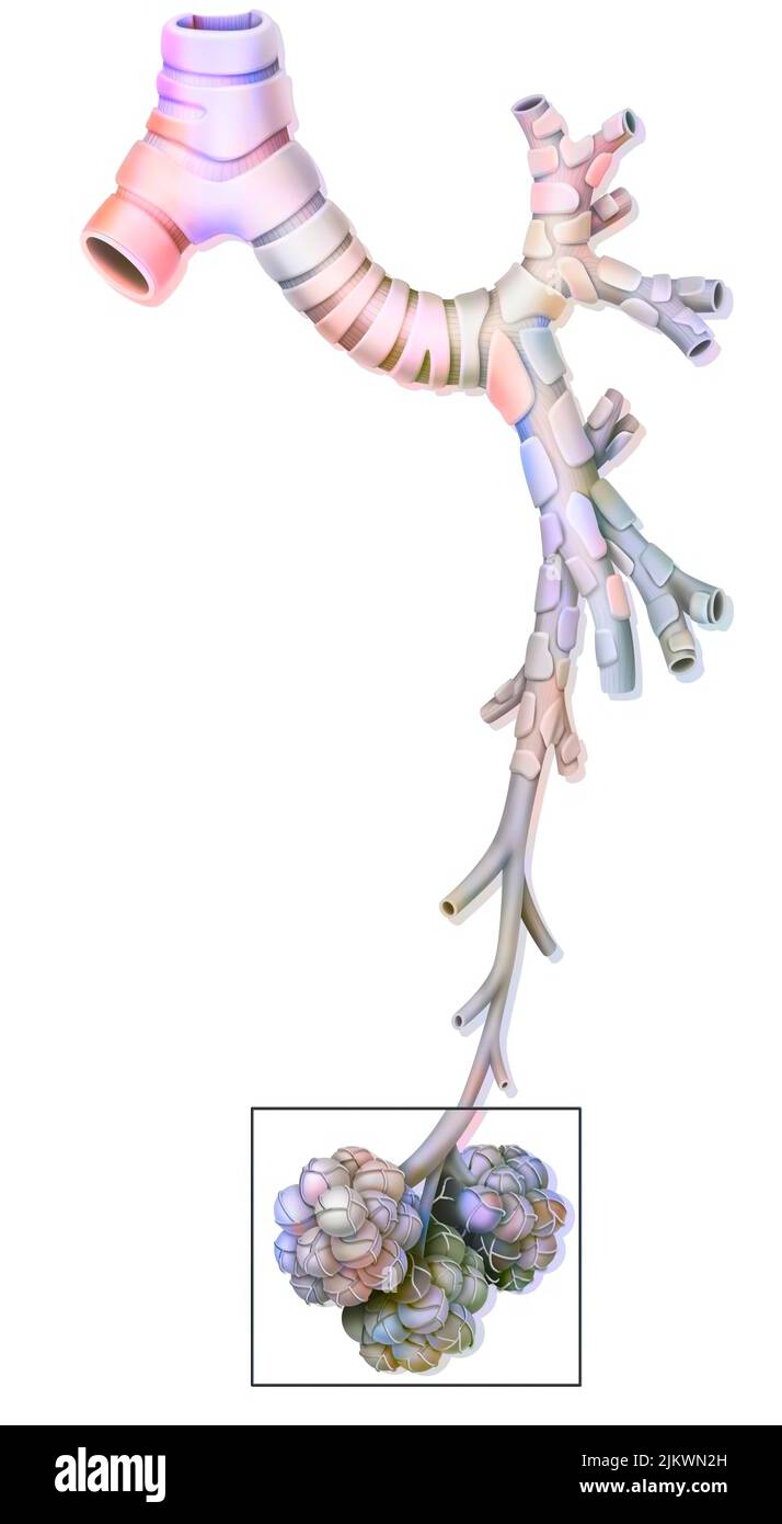 Terminal bronchioli hi-res stock photography and images - Alamy