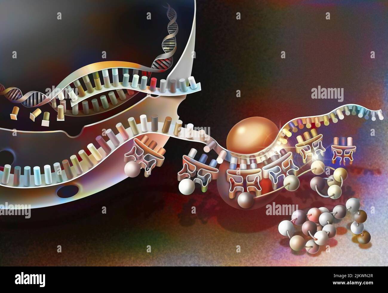 Transcription of DNA into messenger RNA and its translation Stock Photo ...