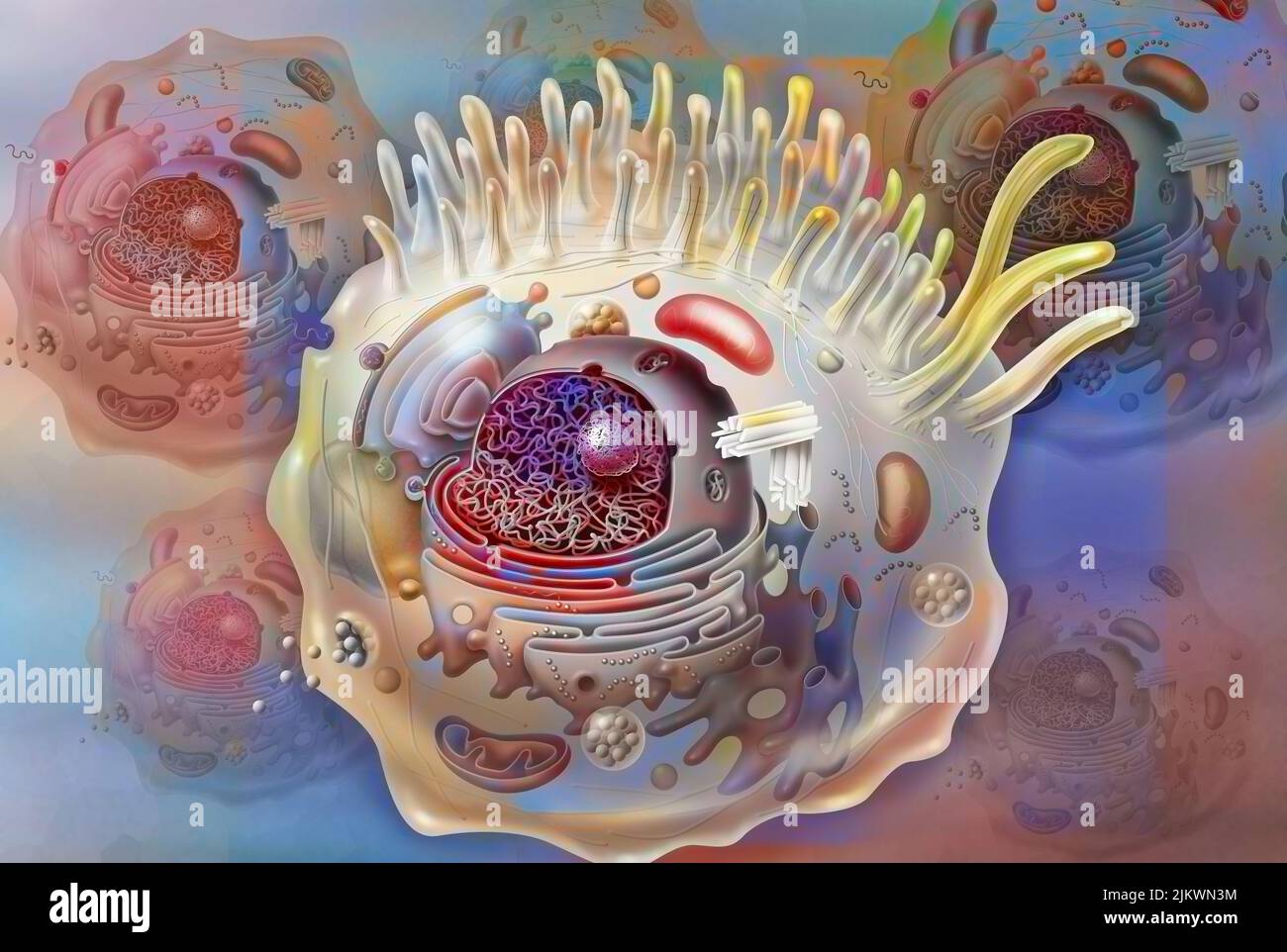 Endoplasmic Reticulum Function Animal Cell