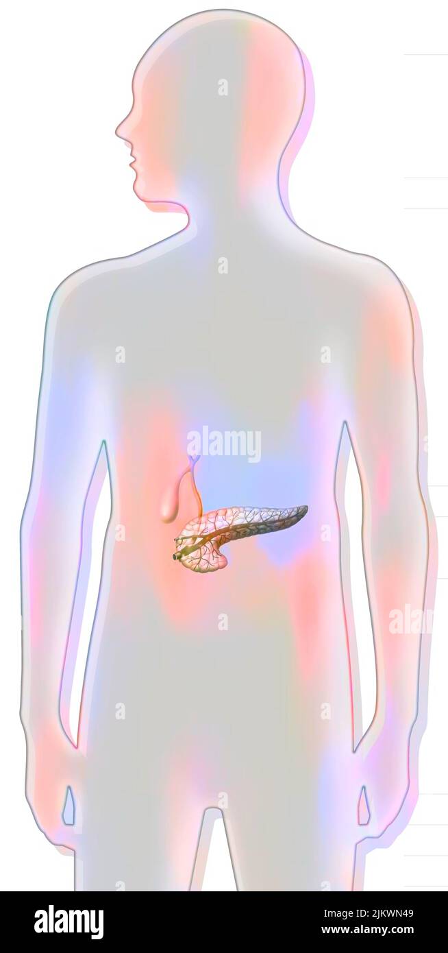 Human gallbladder and pancreas anatomy hi-res stock photography and ...