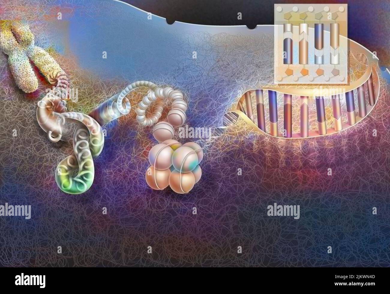 Unrolling of the chromosome down to the unrolled DNA to show its ...