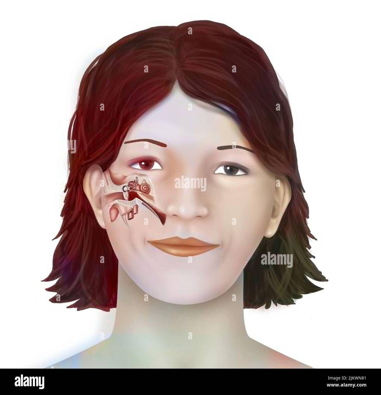 Cochlea inner hi-res stock photography and images - Alamy