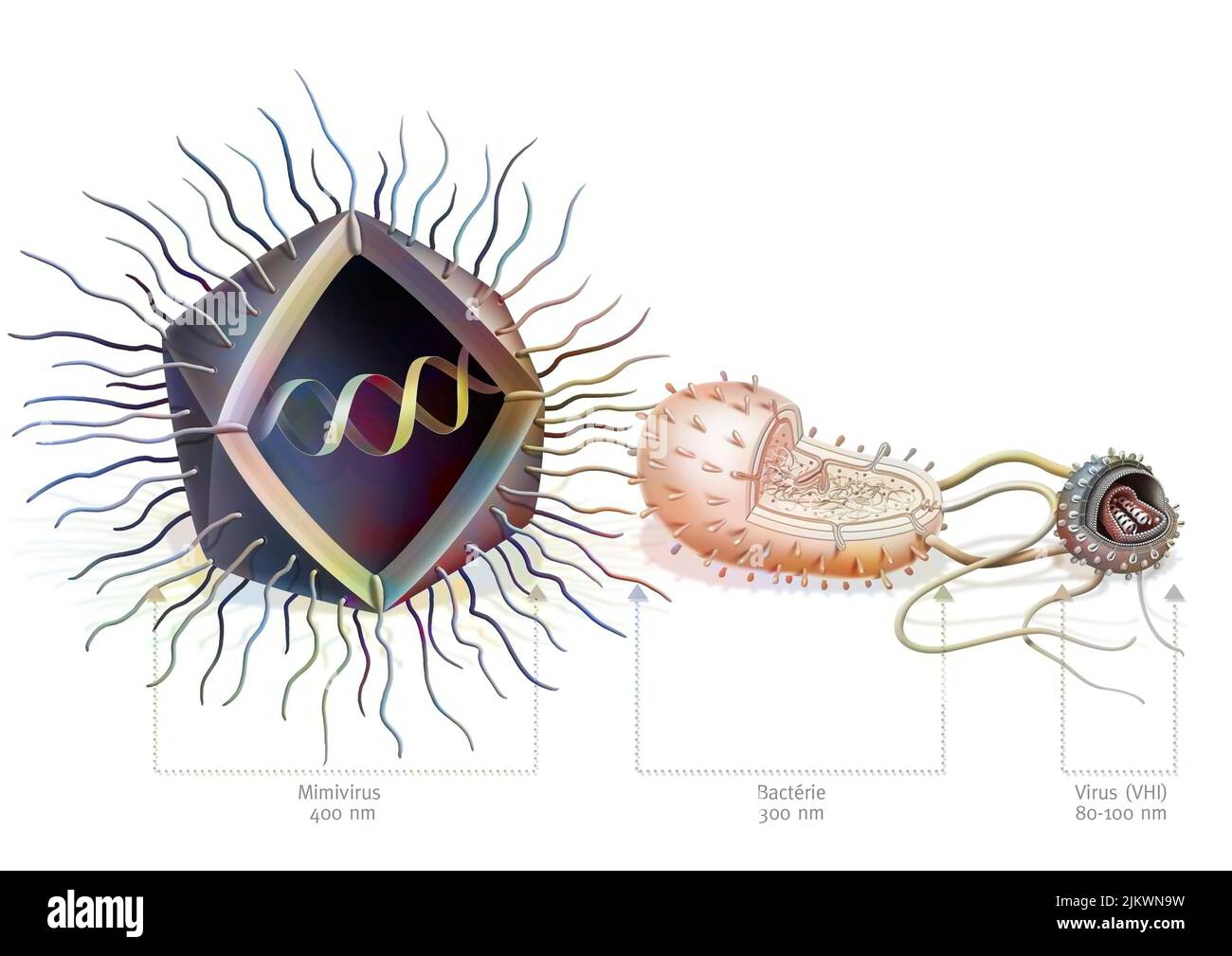 Comparison of the size of Mimivirus with bacteria and virus Stock Photo ...