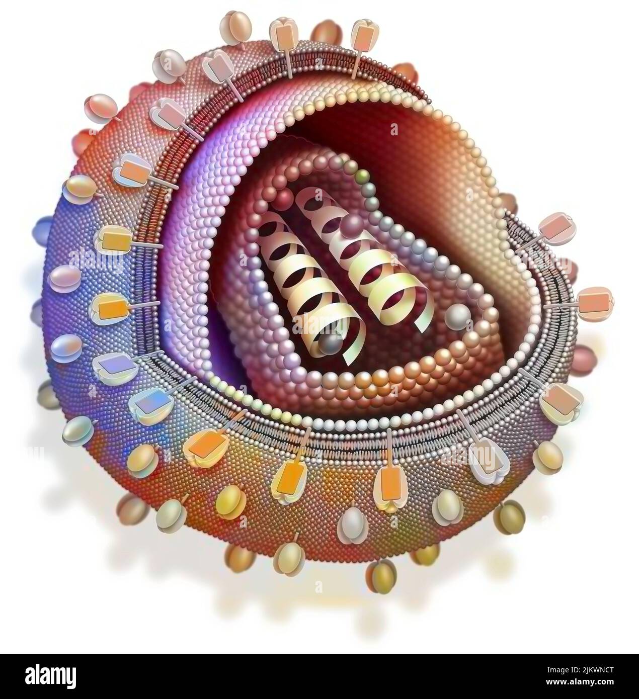 AIDS virus in cross section with protein coat, matrix Stock Photo - Alamy