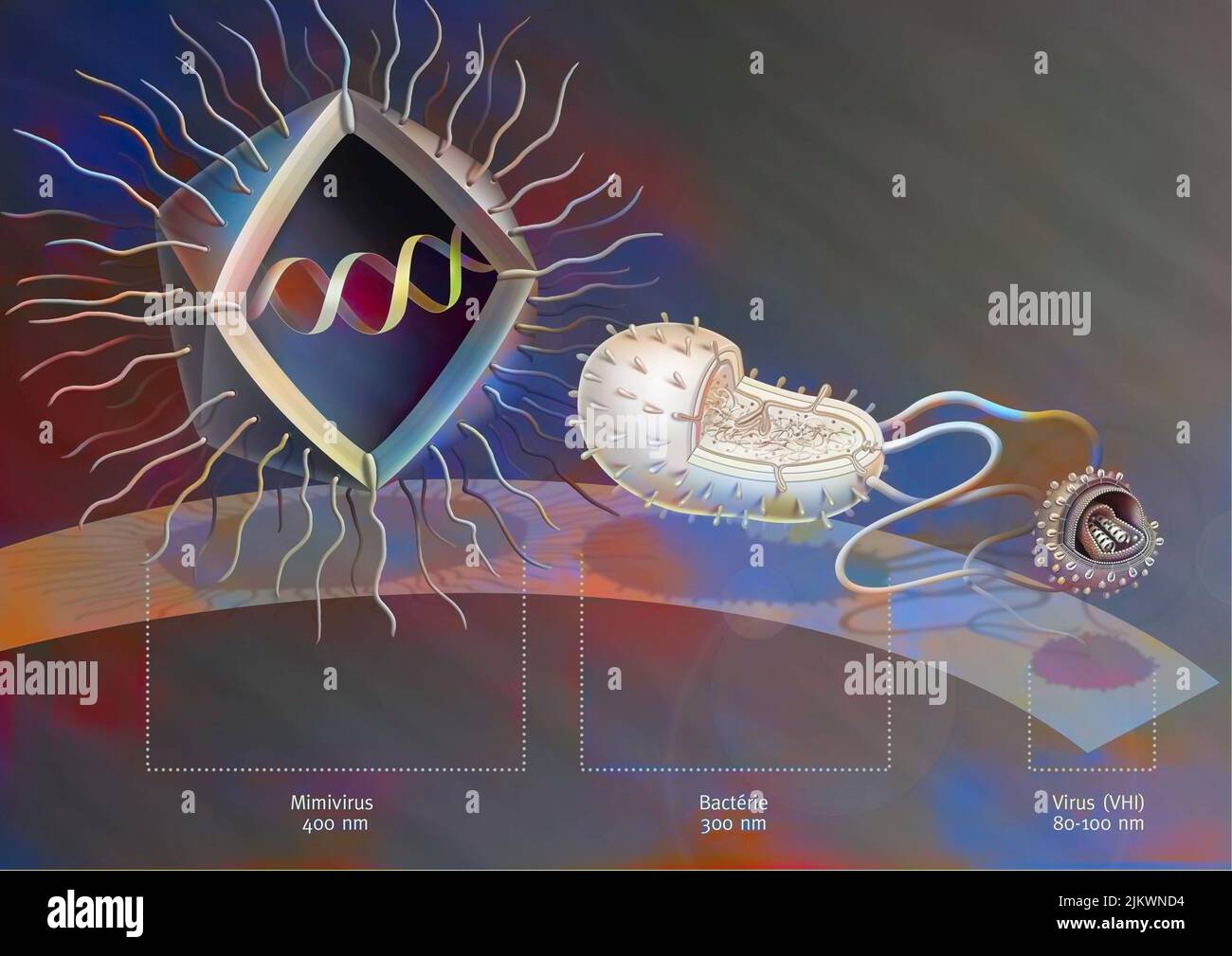 Comparison of the size of Mimivirus with bacteria and virus Stock Photo ...