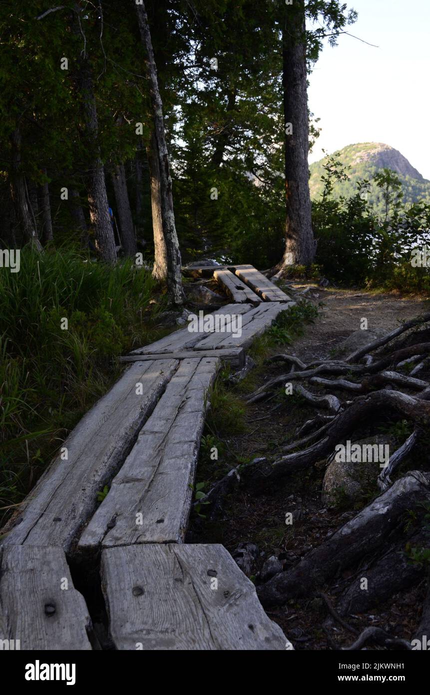 A footpath made with wooden decks leading to the forest Stock Photo - Alamy