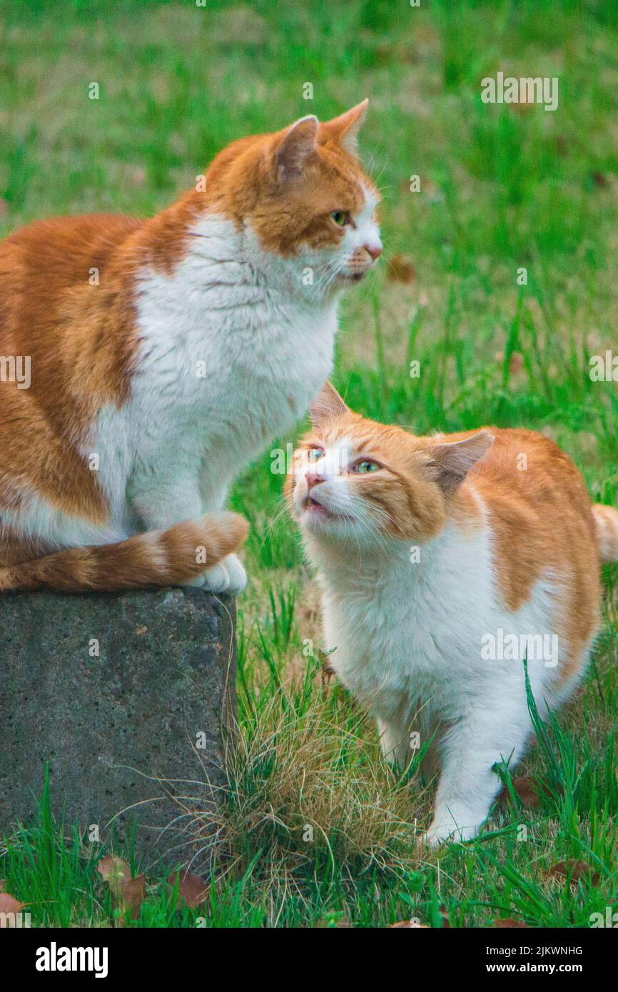 A vertical closeup of two bicolor cats in the yard Stock Photo - Alamy