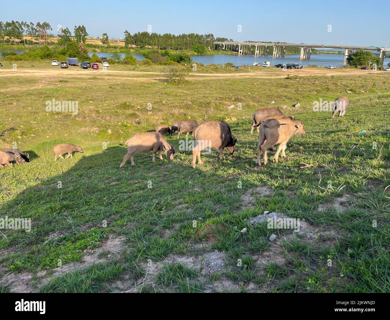 A beautiful shot of a herd of cows in a field in Huizhou, China Stock ...