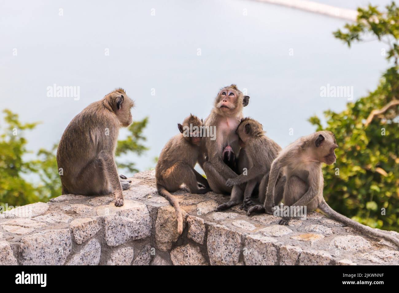 A group of macaques sitting on a stone wall Stock Photo - Alamy
