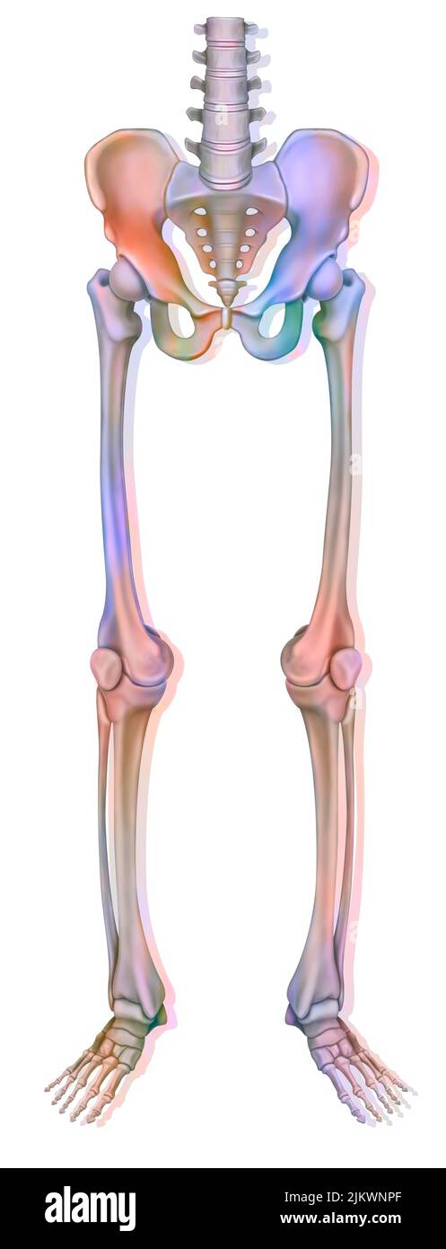 Bone system: lower limb skeleton with femur, tibia Stock Photo - Alamy