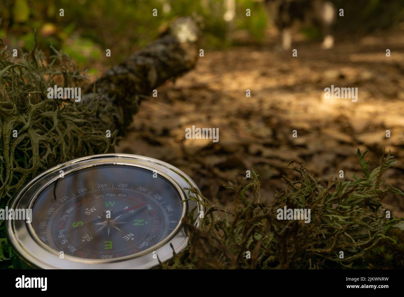 Compass on leaf hi-res stock photography and images - Alamy