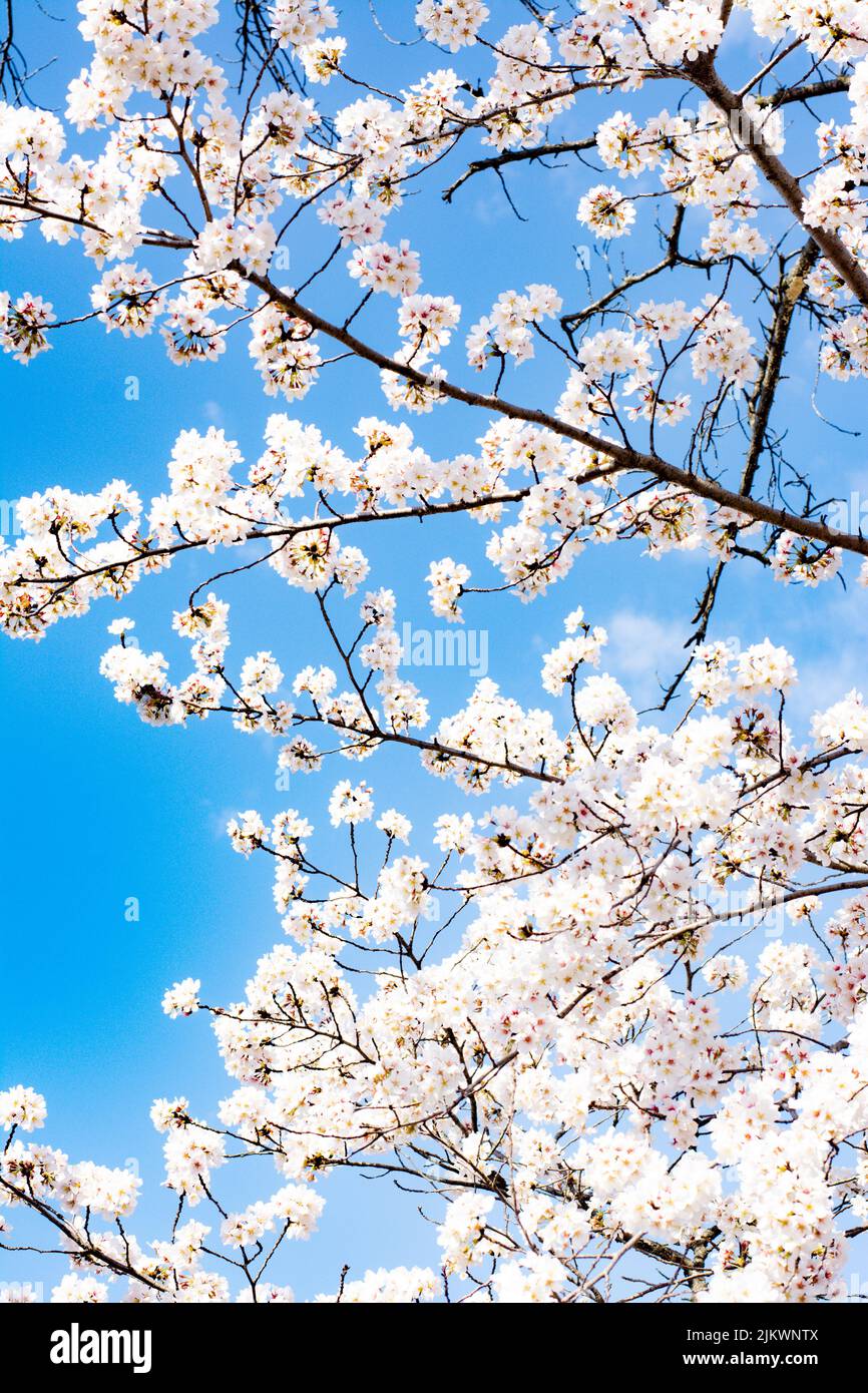 A vertical close-up of apple blossom against blue sky Stock Photo - Alamy