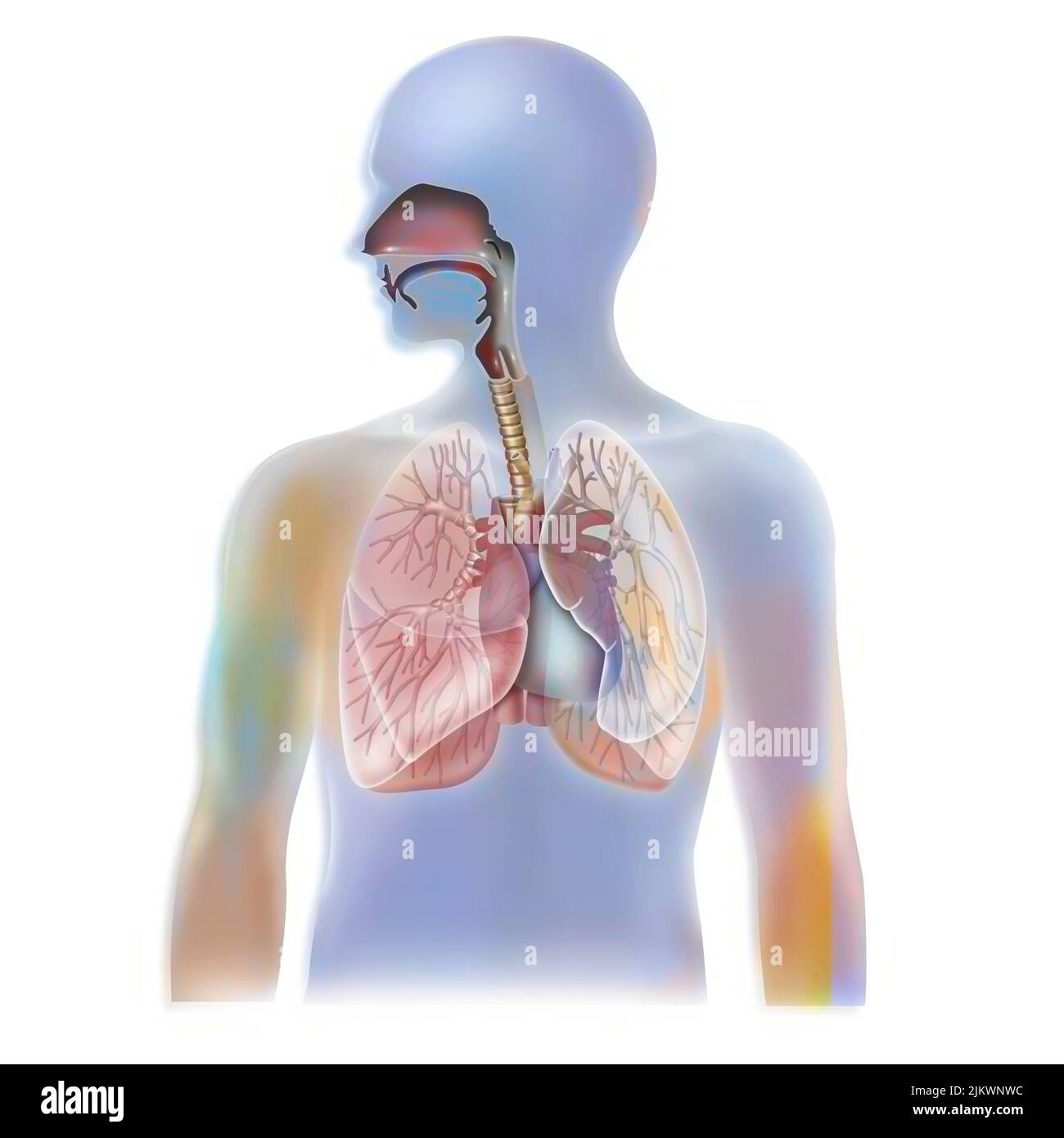 Anatomy of the trachea and lungs with the heart Stock Photo - Alamy