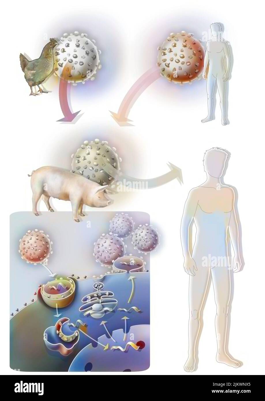 Biogenetic cycle hi-res stock photography and images - Alamy