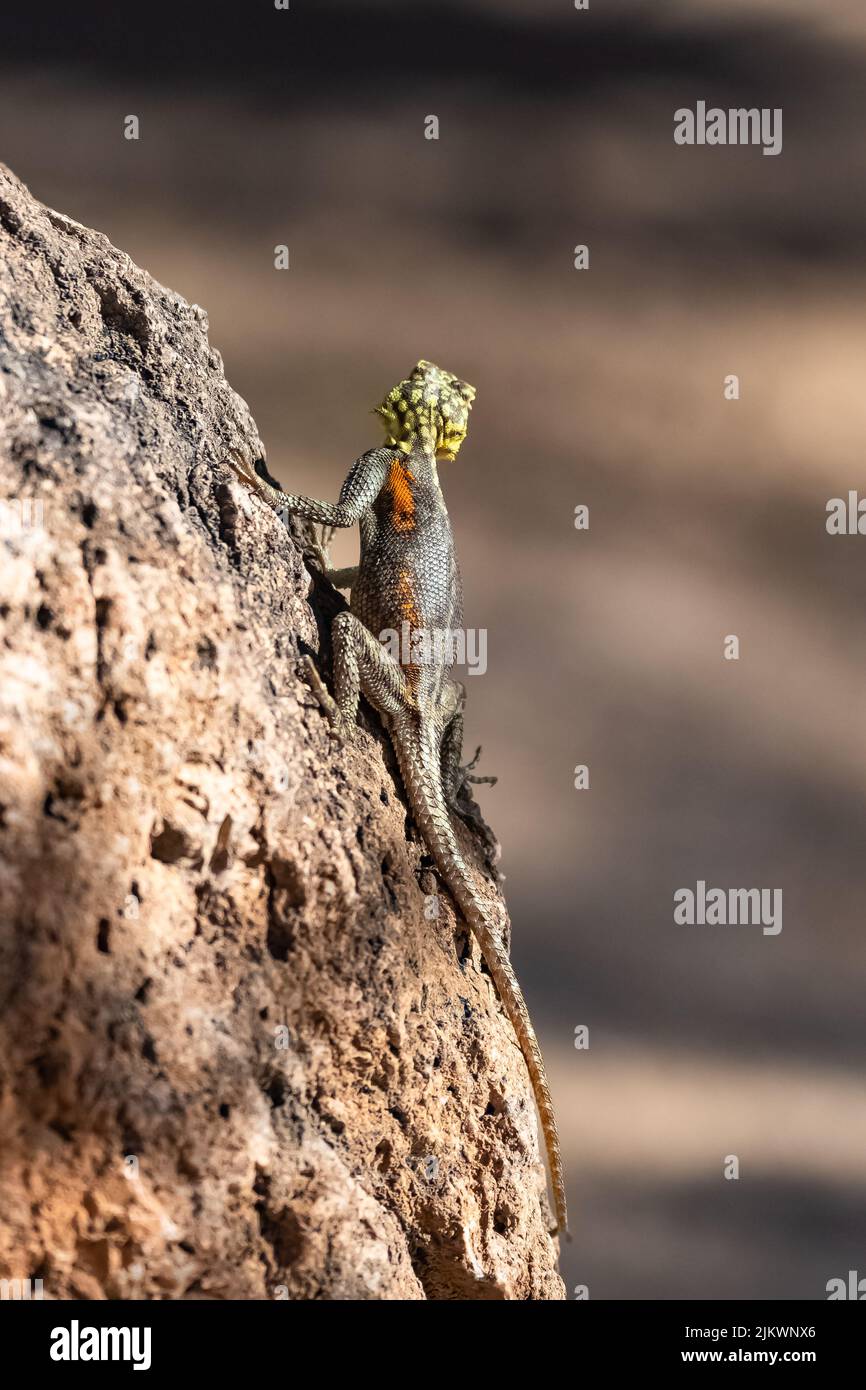 A common agama, Agama agama, female lizard in Namibia Stock Photo - Alamy