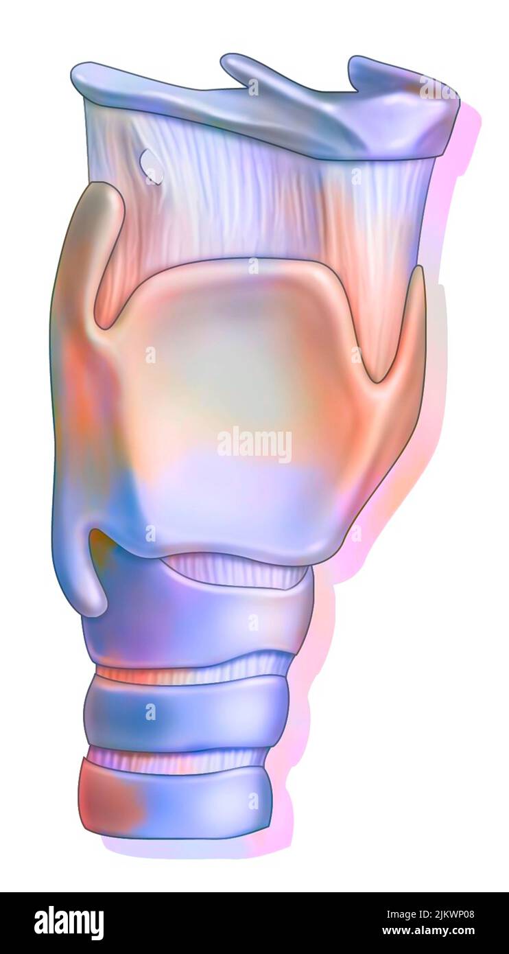 Thyroid Cartilage Anatomy