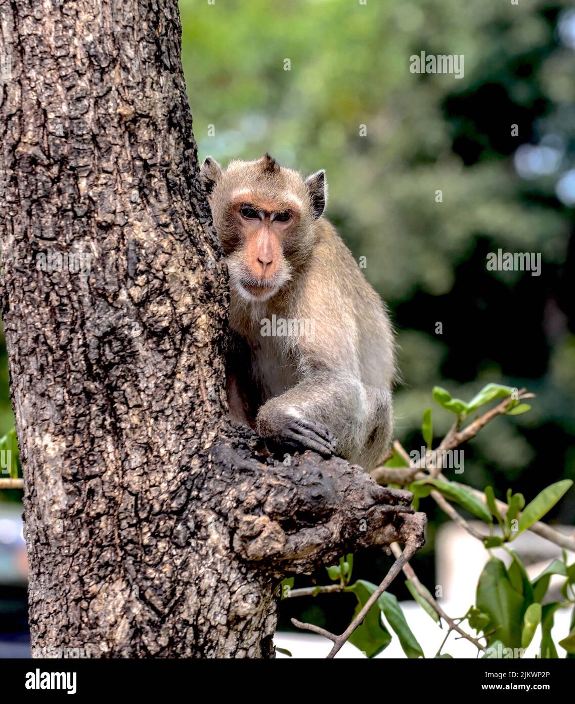 A macaque sitting on a tree Stock Photo - Alamy