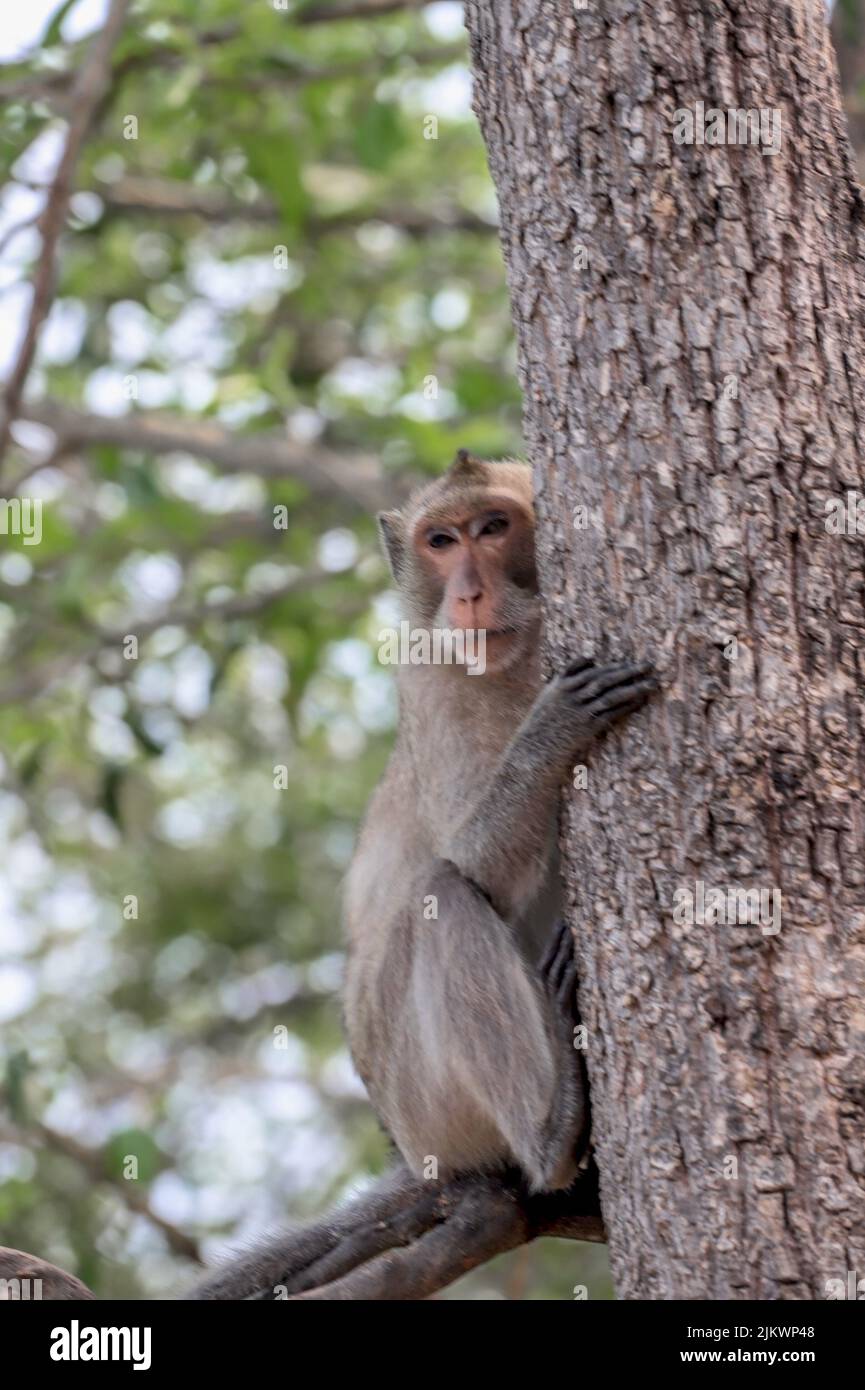 Macaque on a tree hi-res stock photography and images - Alamy
