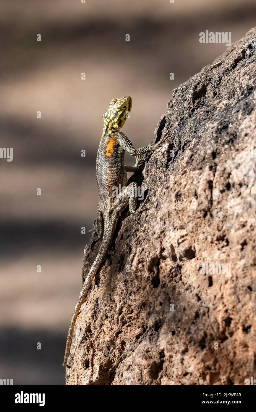A common agama, Agama agama, female lizard in Namibia Stock Photo - Alamy