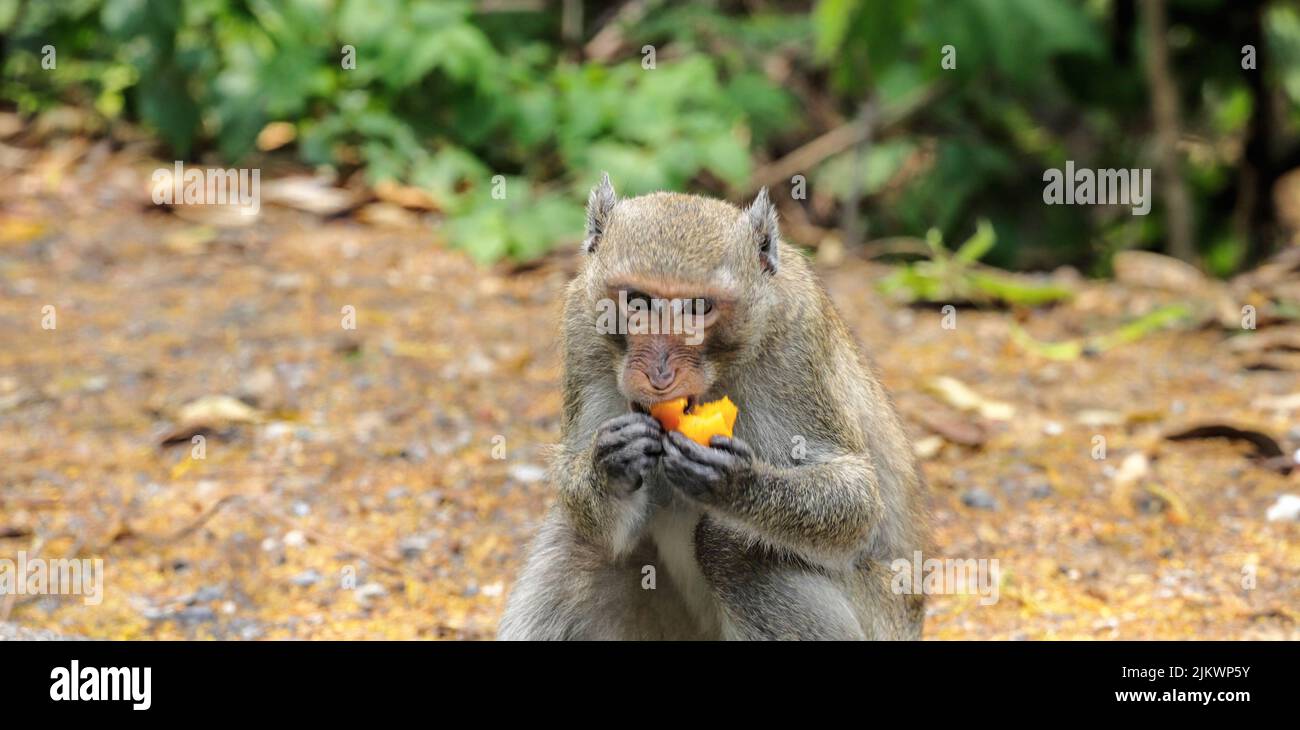 A macaque sitting on the ground and eating fruit Stock Photo - Alamy
