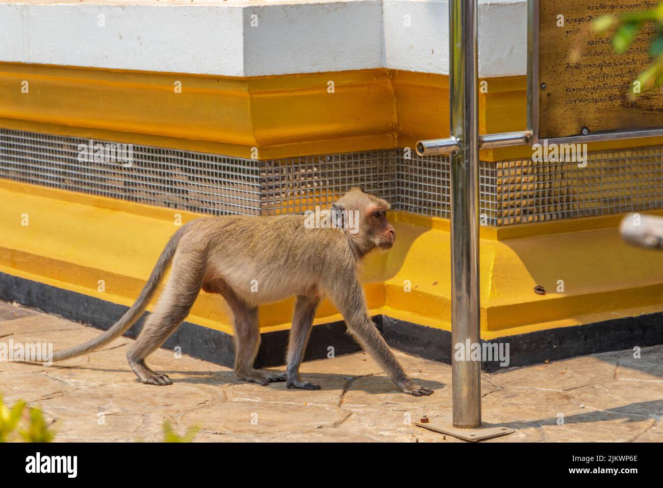 A macaque walking around by the building Stock Photo - Alamy