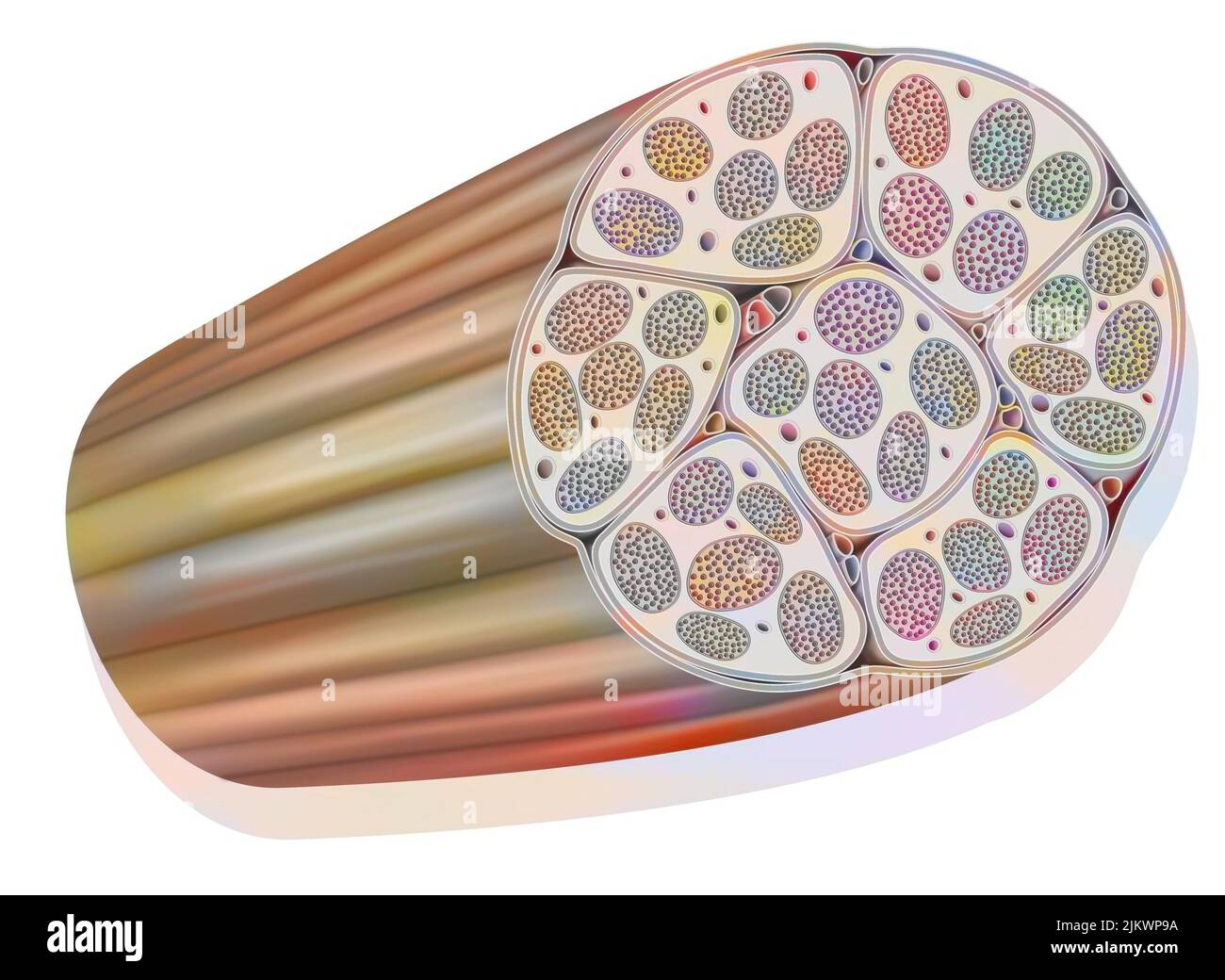 Muscle bundle made up of several largely vascularized muscle fibers ...